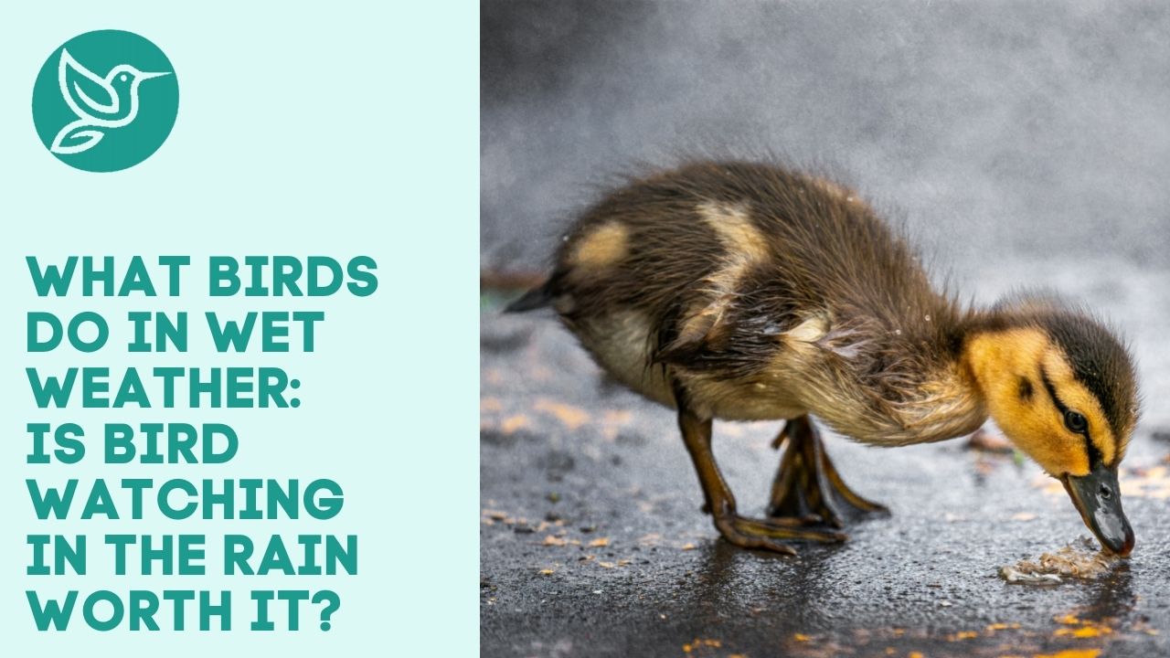 What birds do in wet weather: is bird watching in the rain worth it?