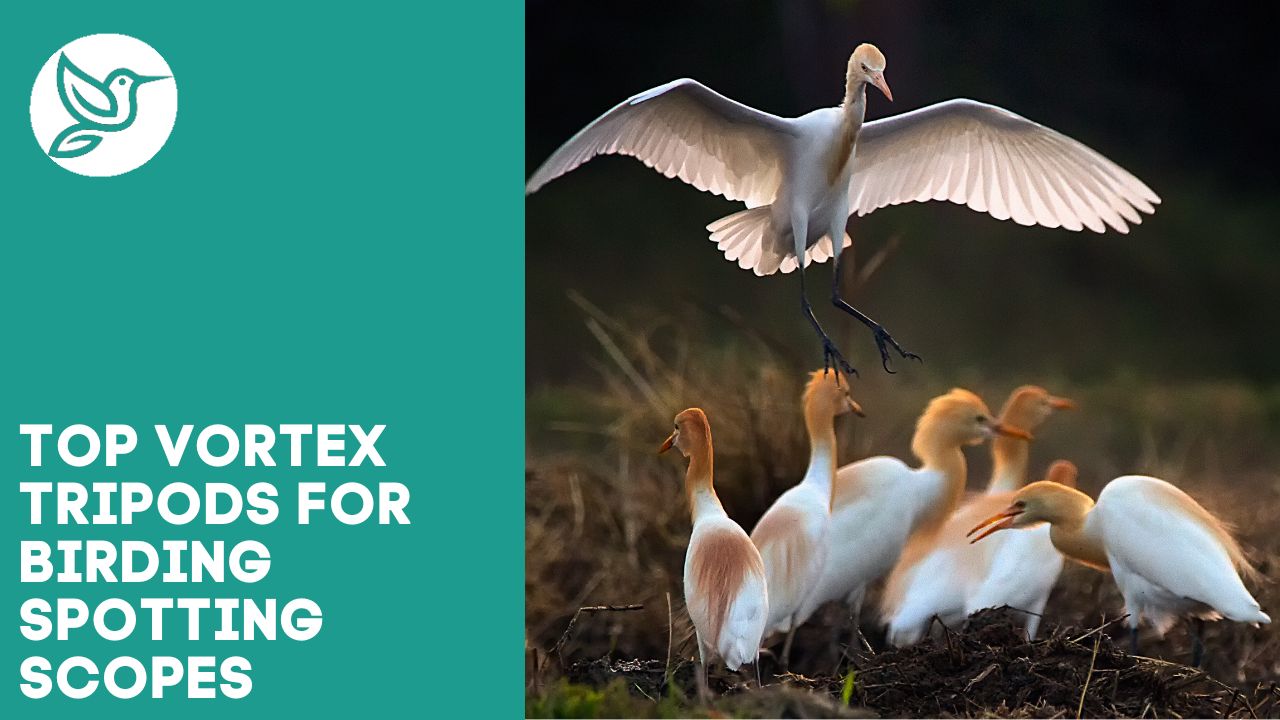 Top Vortex tripods for birding spotting scopes