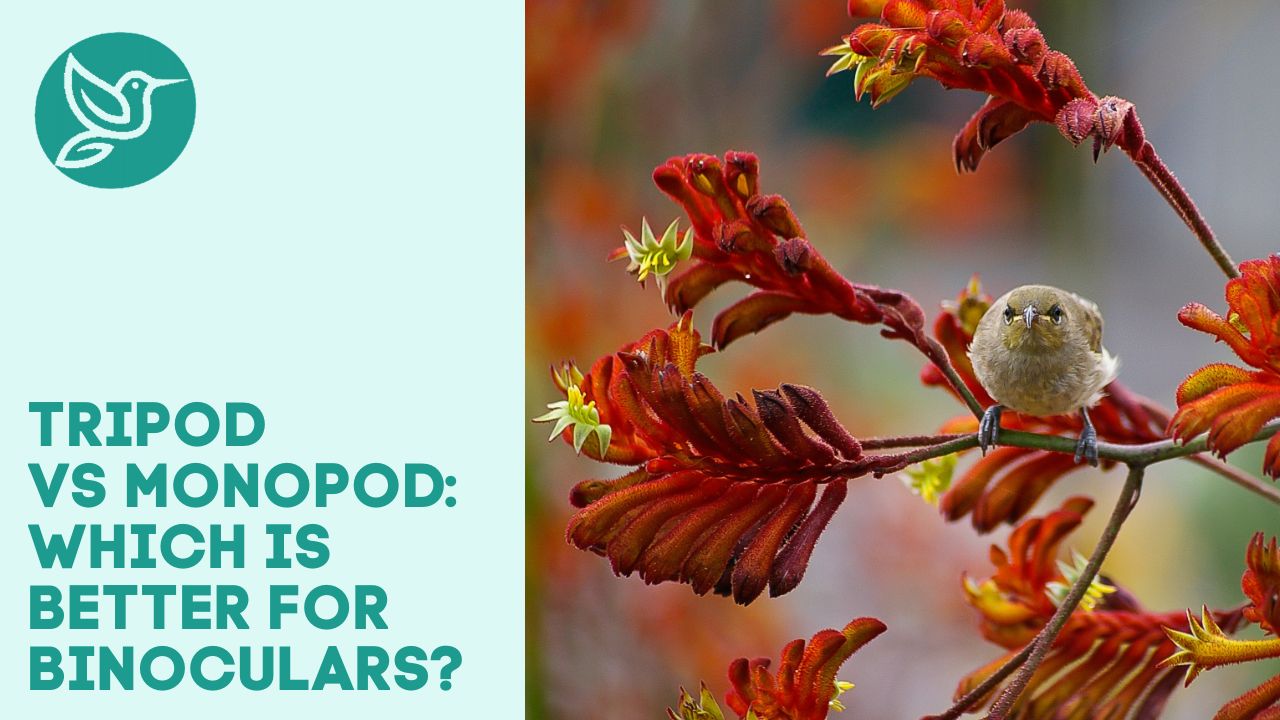 Tripod Vs Monopod Which Is Better For Binoculars