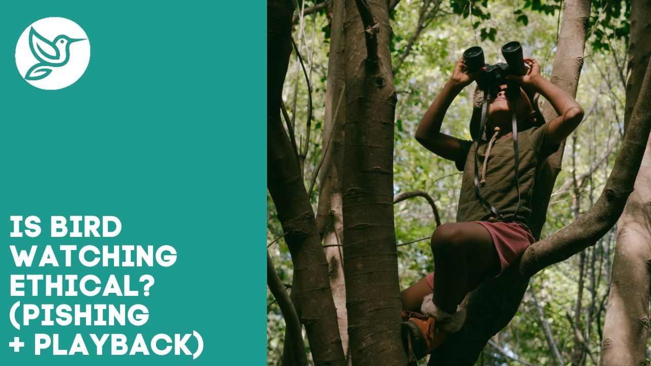 Is bird watching ethical? (pishing + playback)