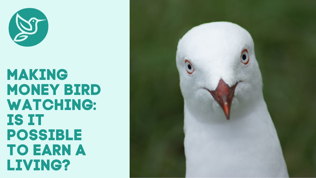 Making money birdwatching: Is it possible to earn a living?