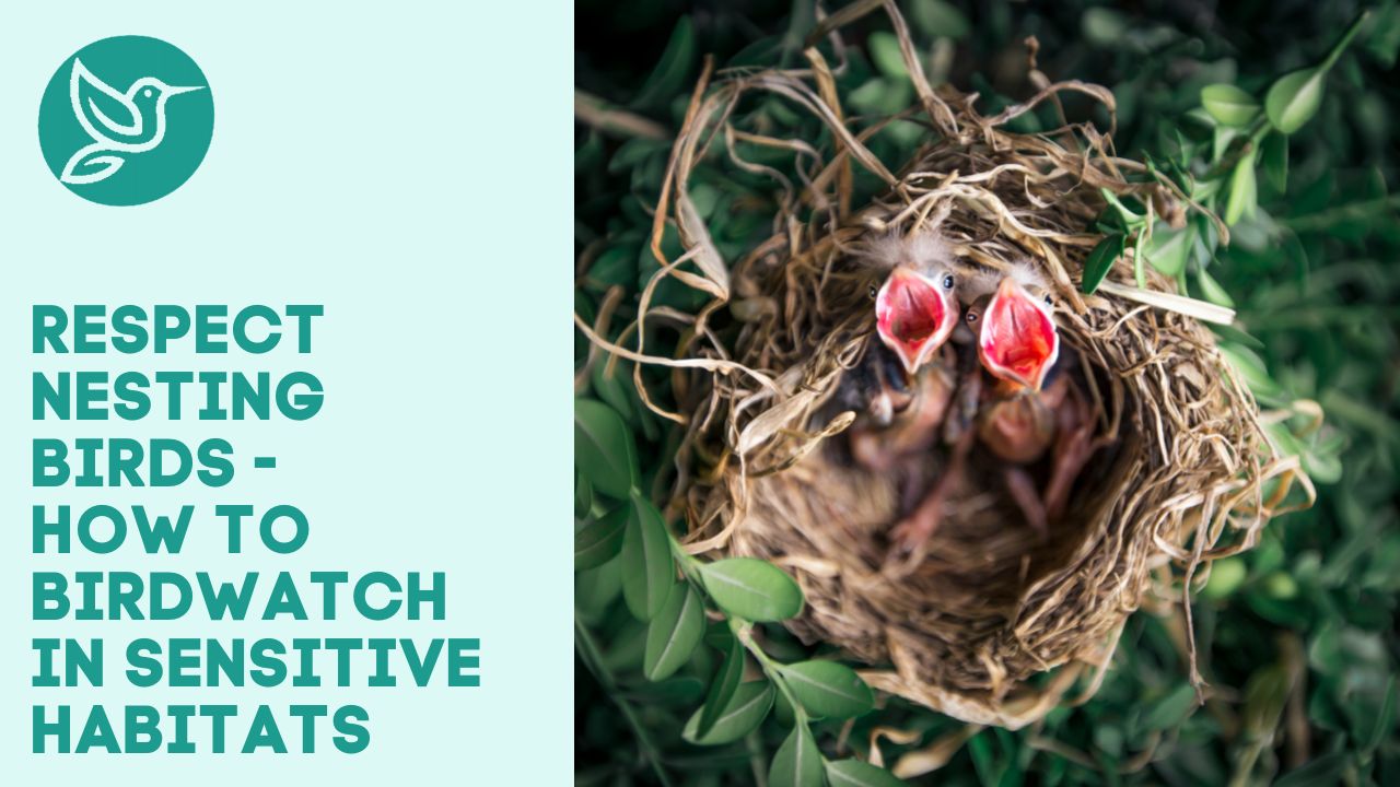 Respect nesting birds: how to birdwatch in sensitive habitats