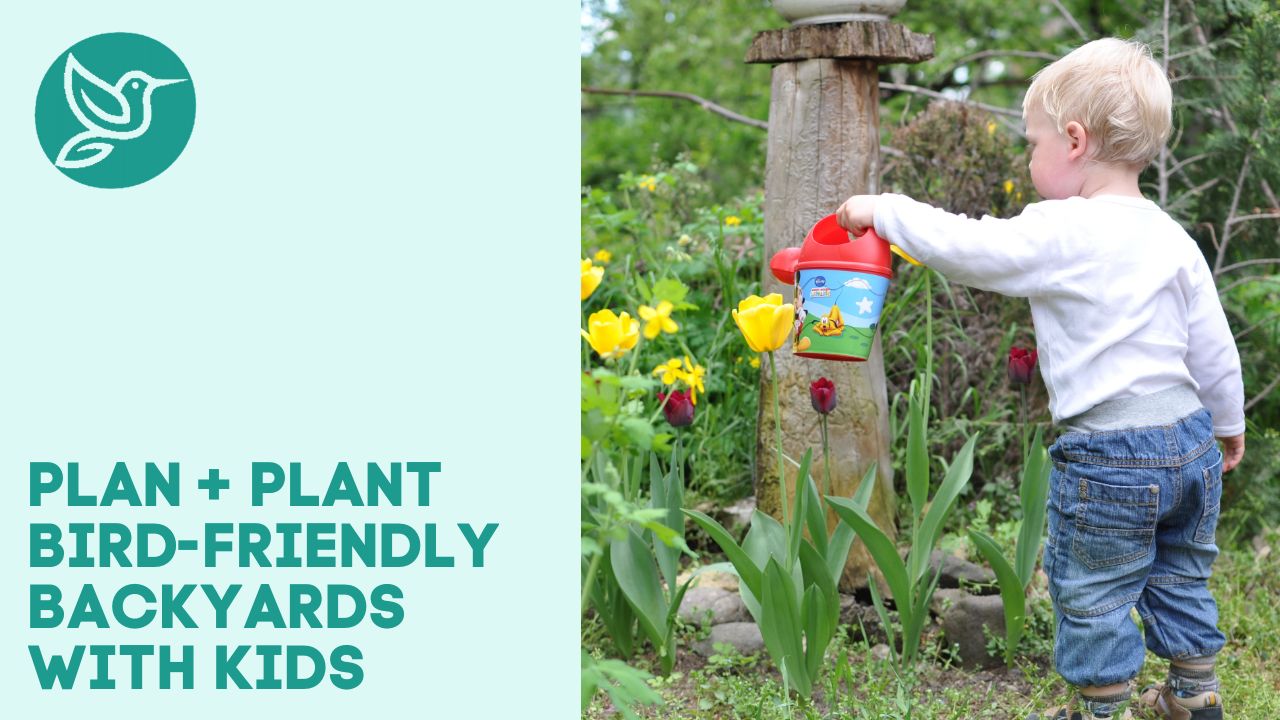 Plan + plant bird-friendly backyards with kids