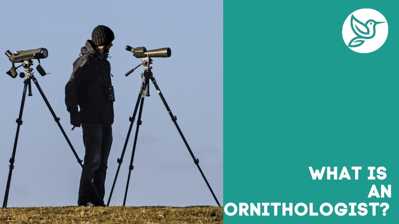 What is an ornithologist?