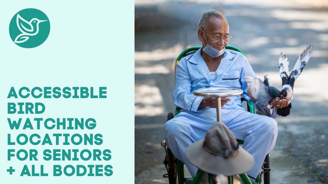 Birdwatching for seniors